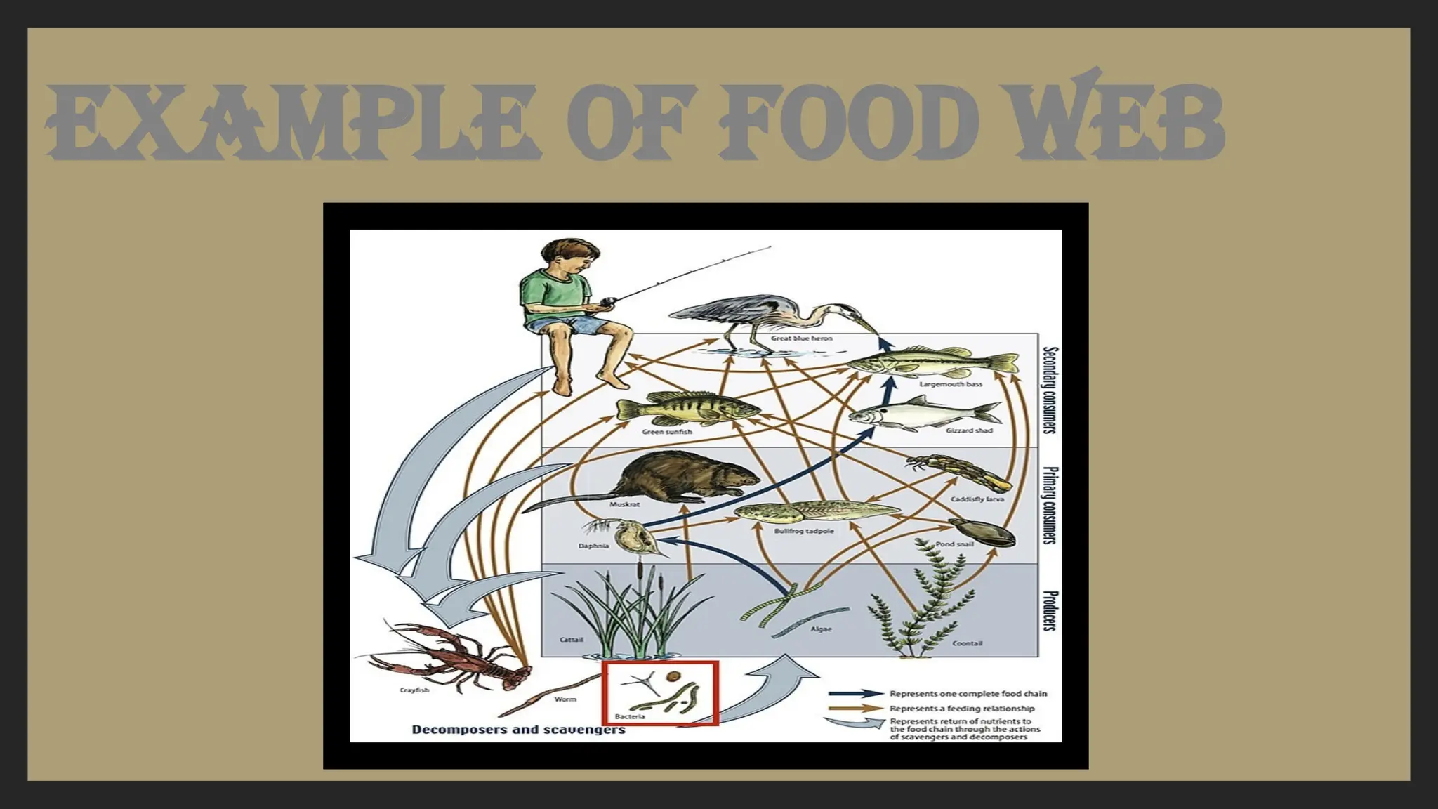 UNDERSTANDING FOOD WEBS.pptx Sangha saab | PPT