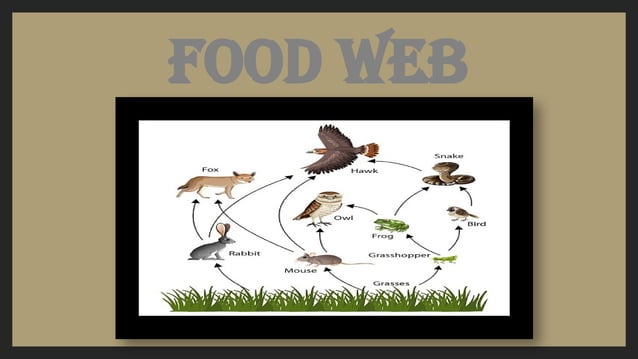 UNDERSTANDING FOOD WEBS.pptx Sangha saab | PPT
