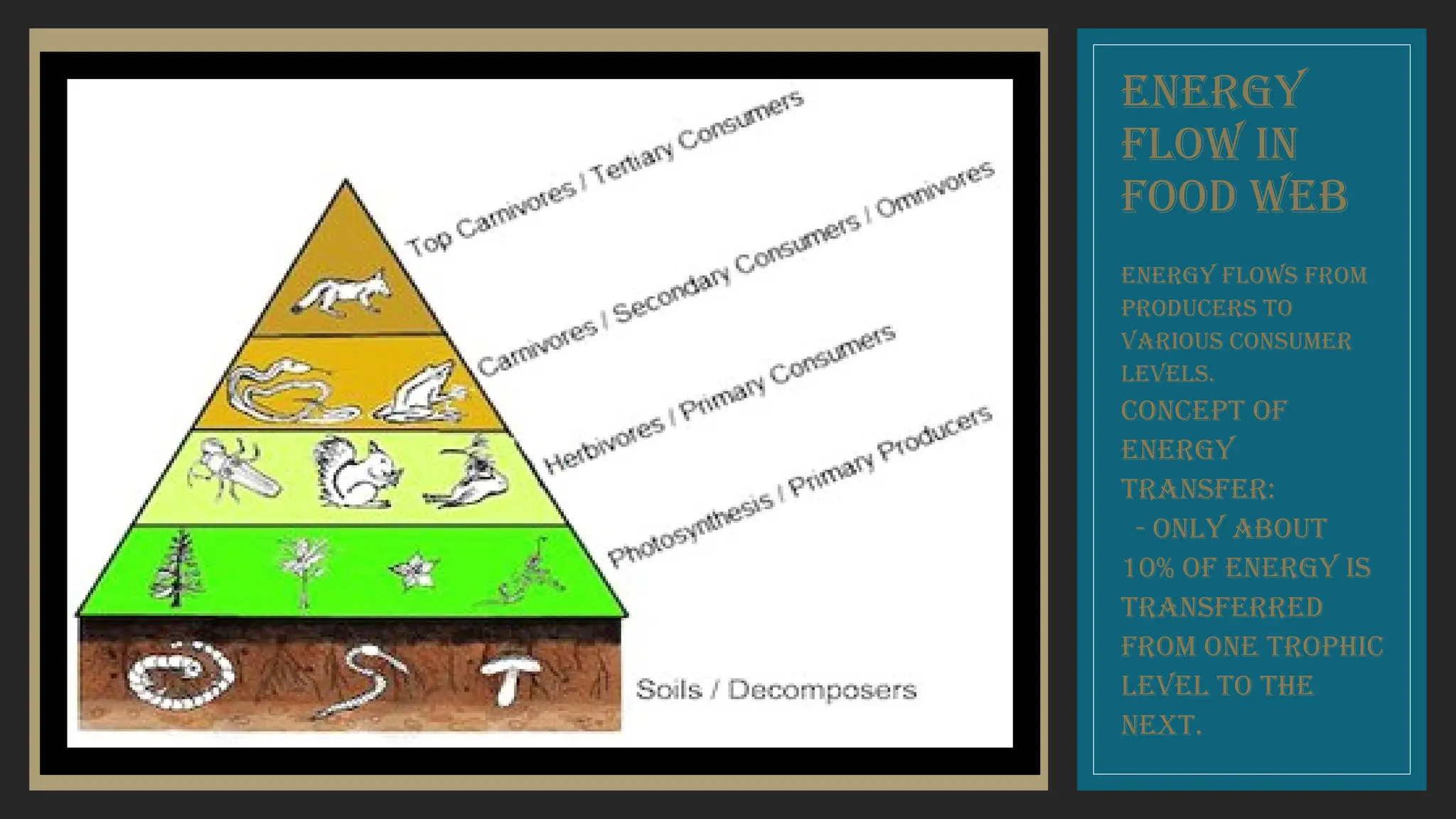 UNDERSTANDING FOOD WEBS tej vir singh1234 | PPT