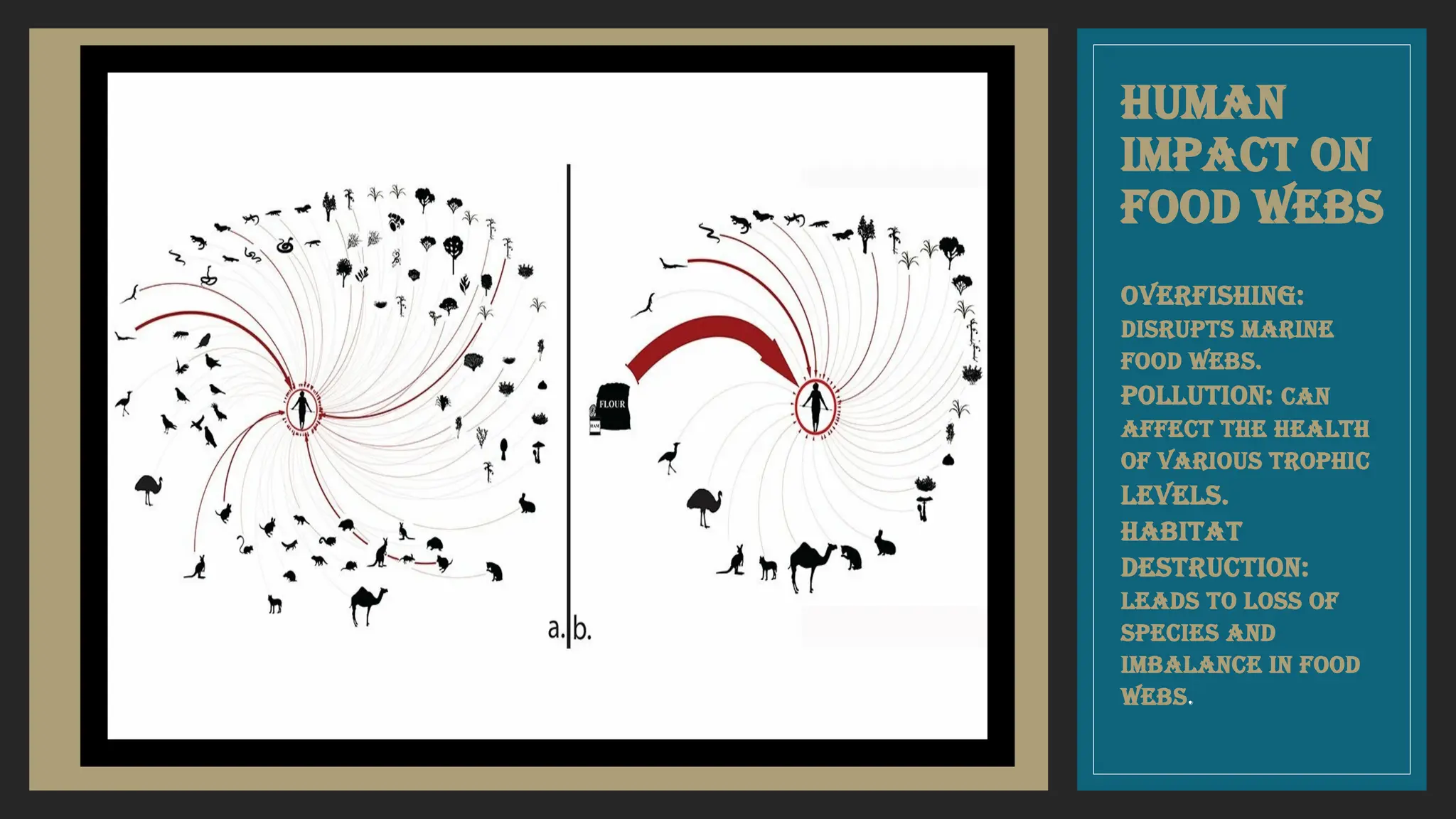 UNDERSTANDING FOOD WEBS tej vir singh1234 | PPT