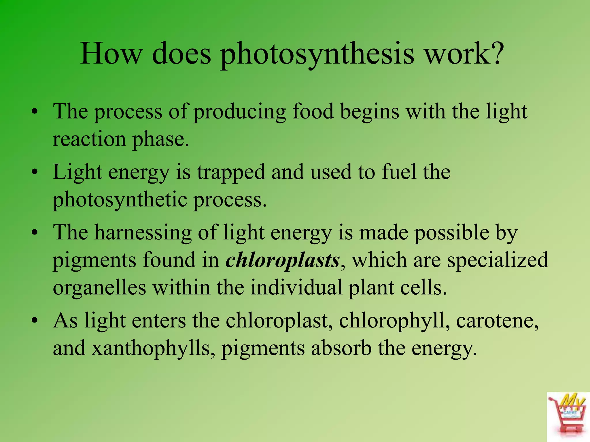 Understanding Horticulture Plant Physiology.ppt