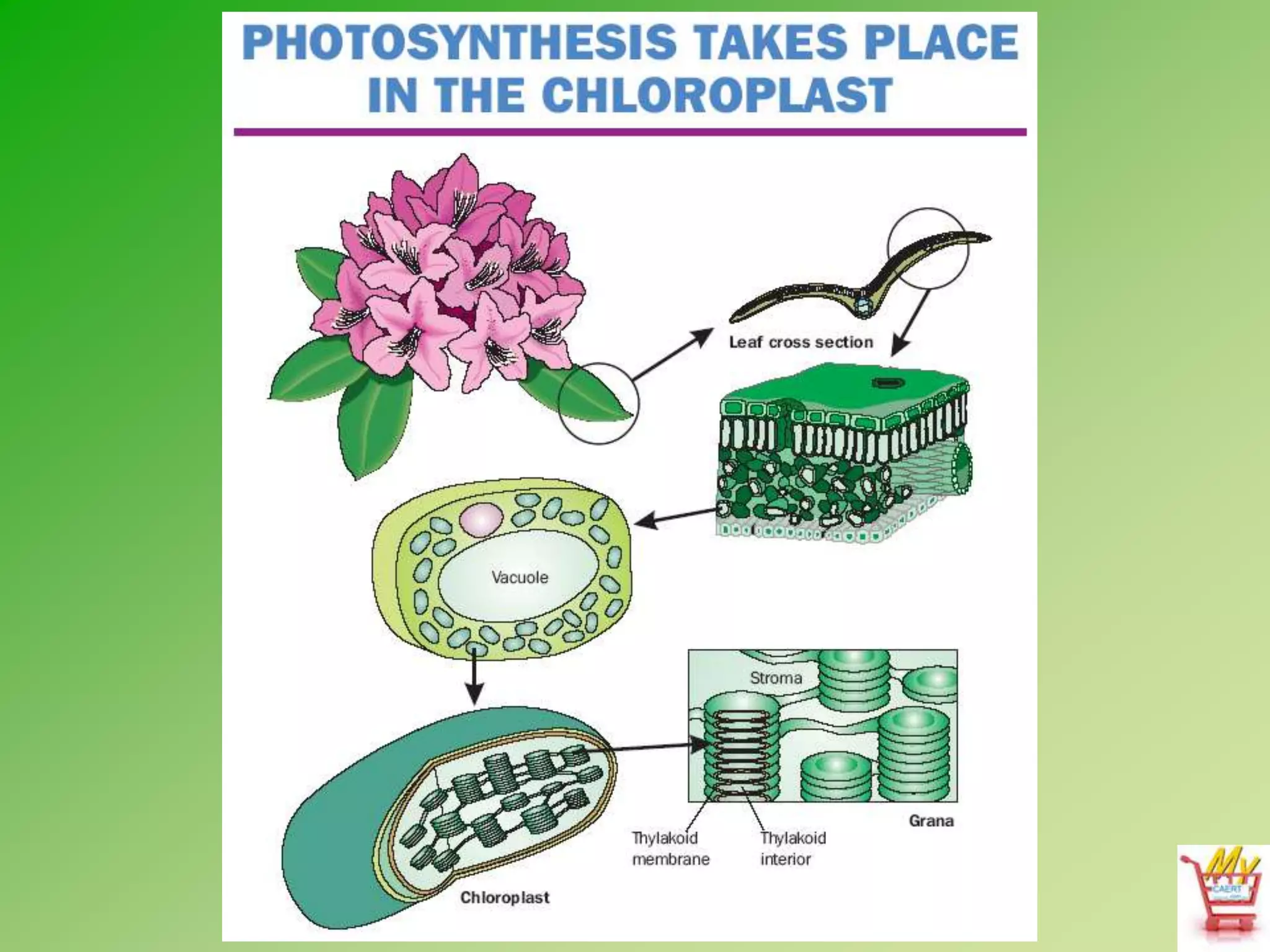 Understanding Horticulture Plant Physiology.ppt