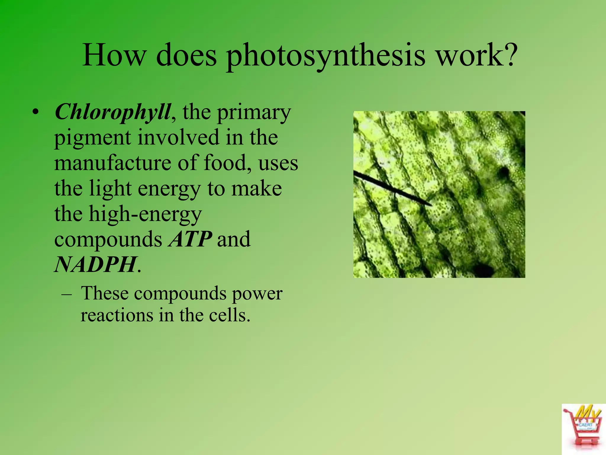 Understanding Horticulture Plant Physiology.ppt