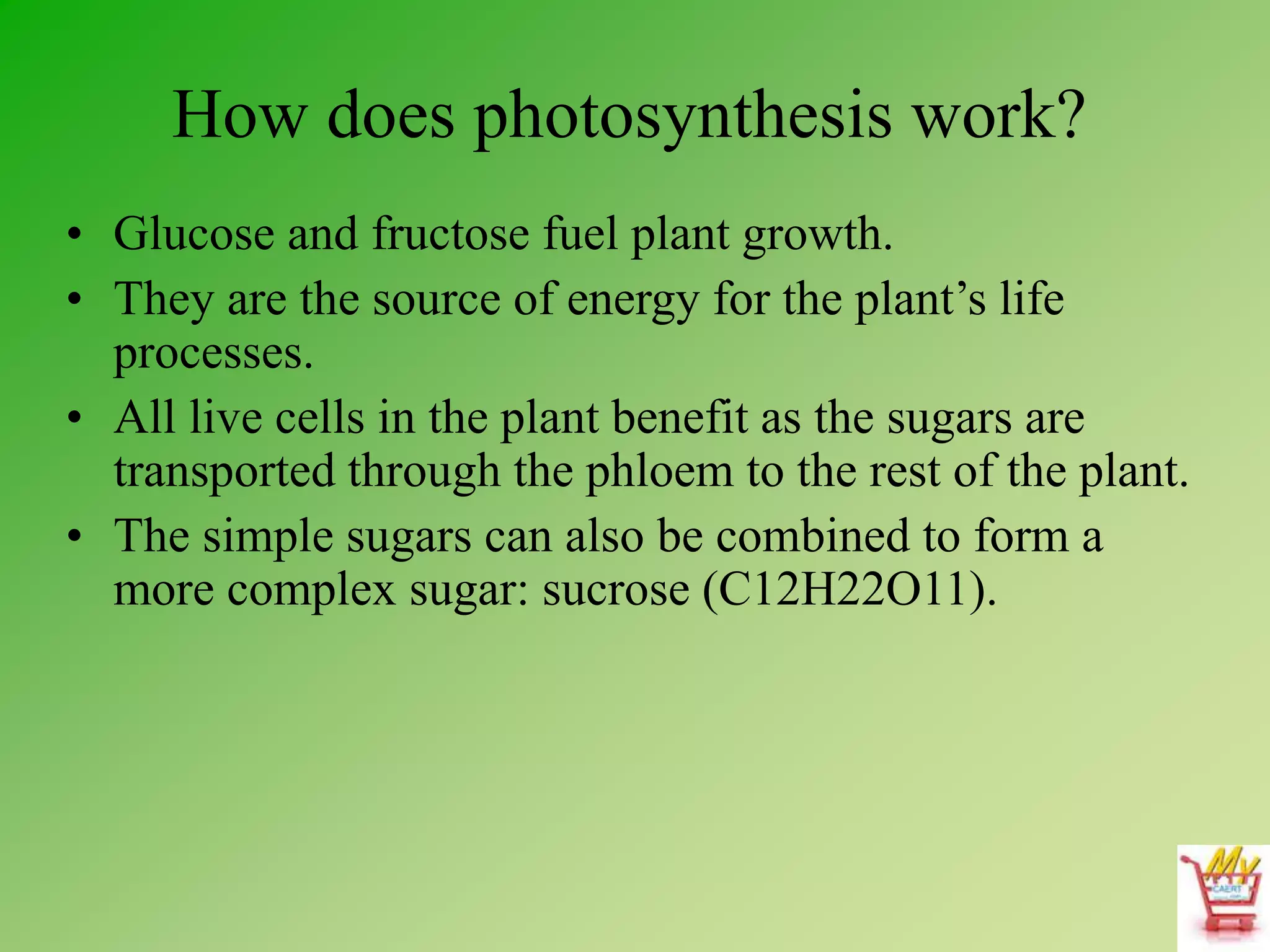 Understanding Horticulture Plant Physiology.ppt | Chemistry | Science