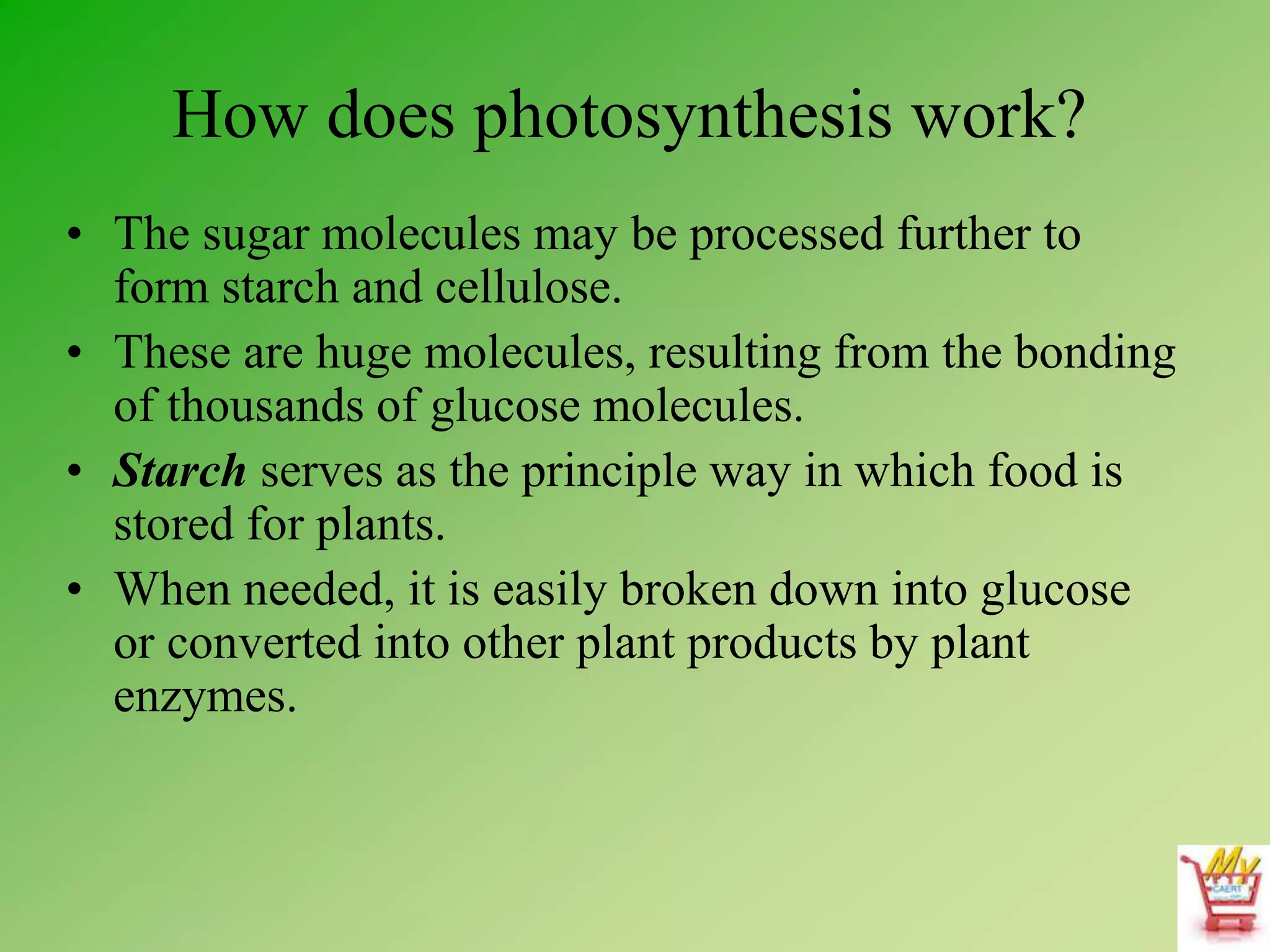 Understanding Horticulture Plant Physiology.ppt