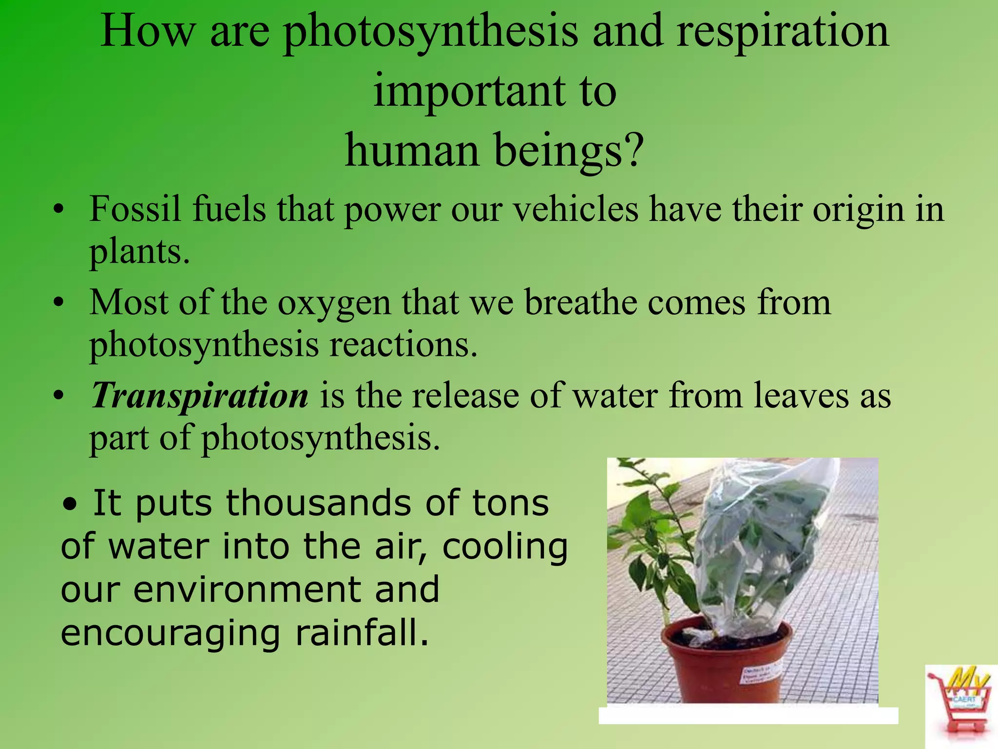 Understanding Horticulture Plant Physiology.ppt | Chemistry | Science