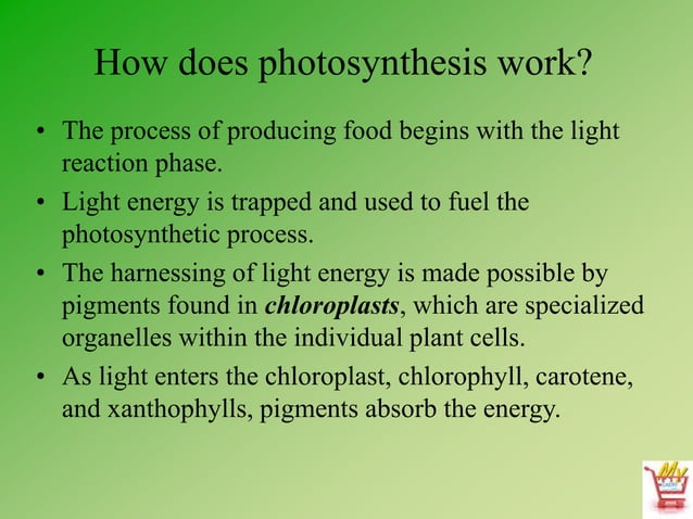 Understanding Horticulture Plant Physiology.ppt | Chemistry | Science