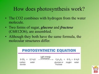 Understanding Horticulture Plant Physiology.ppt