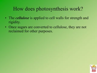 Understanding Horticulture Plant Physiology.ppt