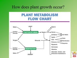 Understanding Horticulture Plant Physiology.ppt