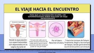 Understanding Human Reproduction Education Presentation in Blue Yellow ...
