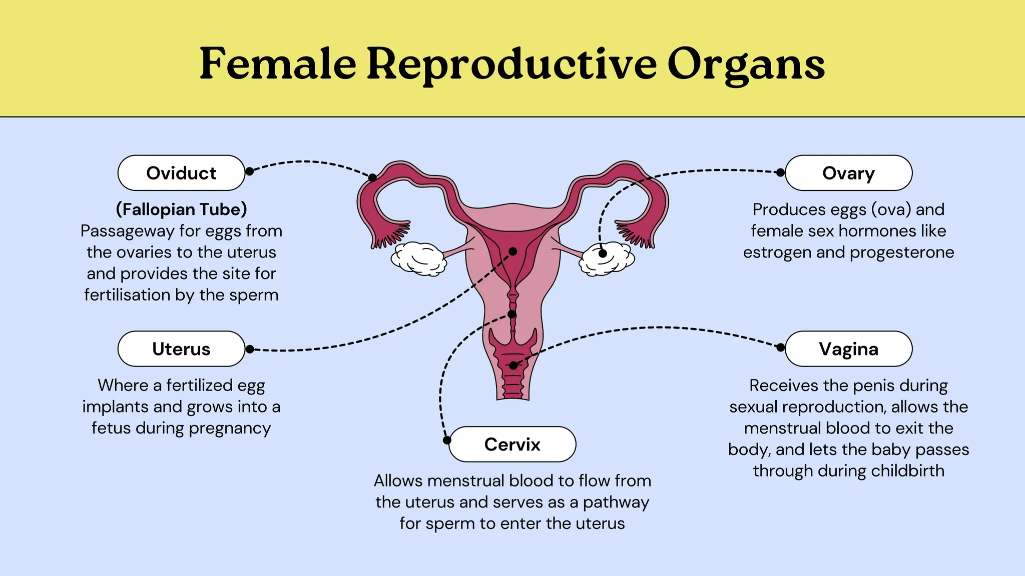Understanding Human Reproduction Education Presentation in Blue Yellow ...