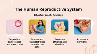 Understanding Science Human Reproduction Education Presentation in ...