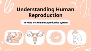 Human Reproduction Education Human Reproduction Education | PPT