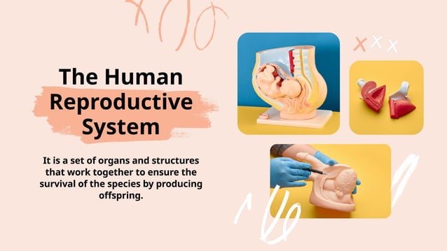 Human Reproduction Education Human Reproduction Education | PPT