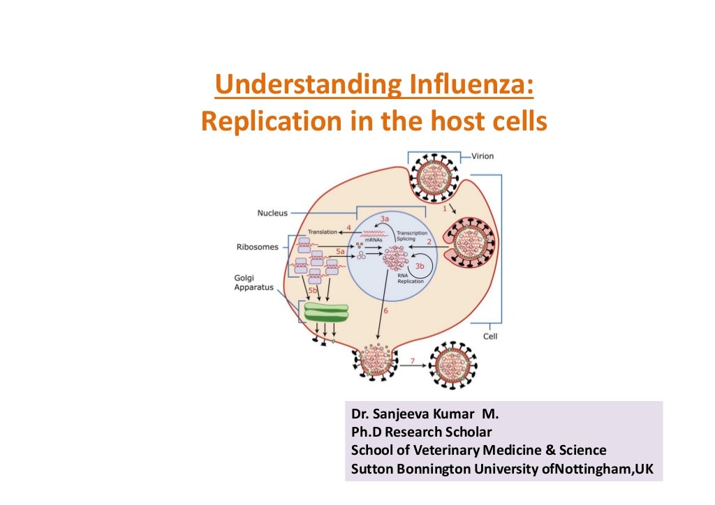Understanding Influenza Virus Replication [compatibility Mode]