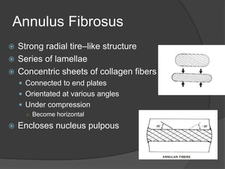 Understanding lumbar disc herniation | PPT