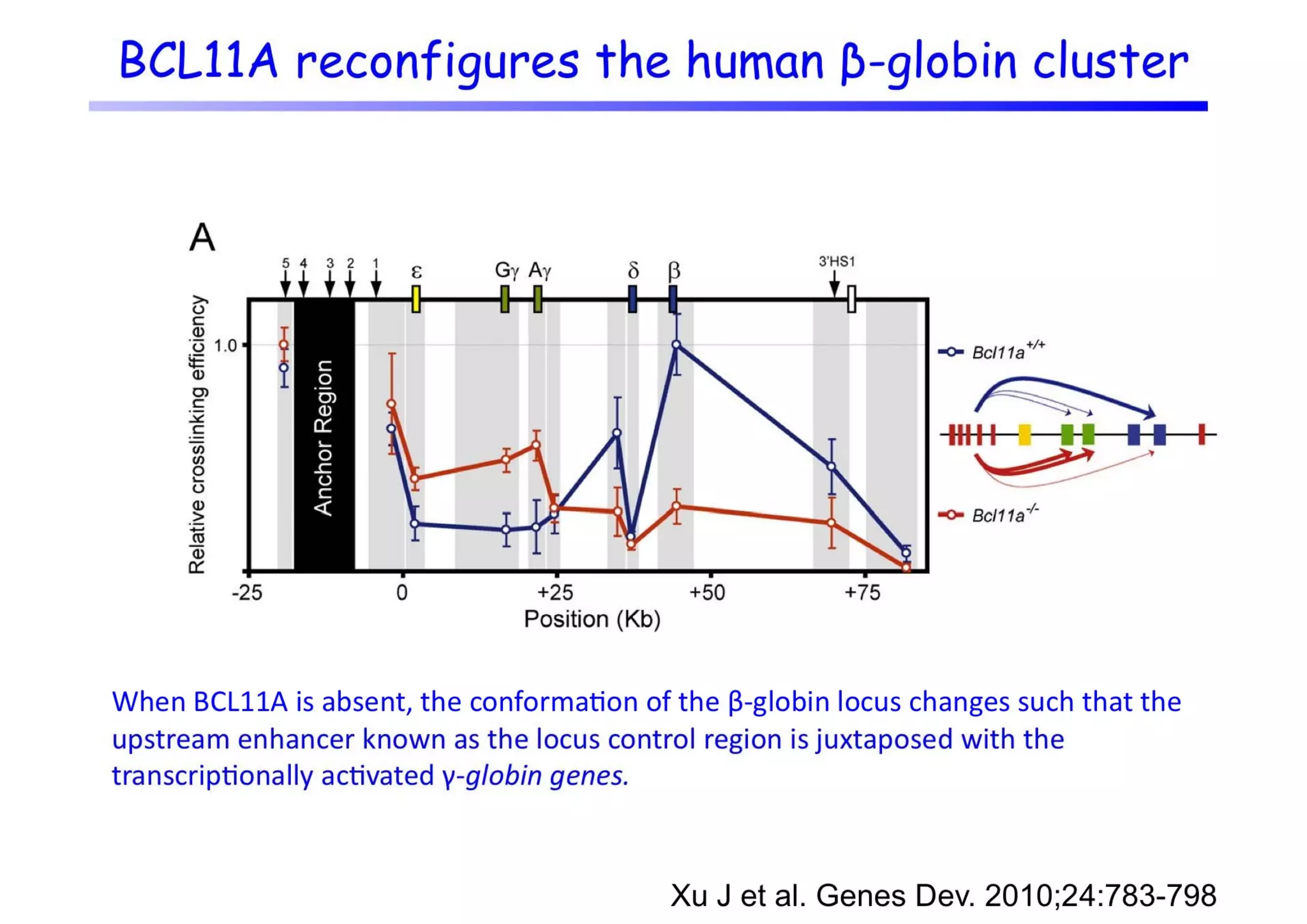 Understanding molecular mechanisms leading to reactivation derepression ...
