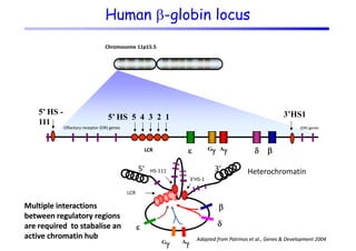Understanding molecular mechanisms leading to reactivation derepression ...