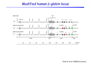 Understanding molecular mechanisms leading to reactivation derepression ...