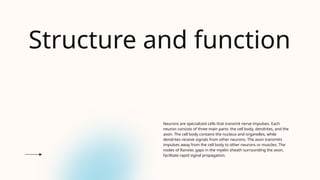 Understanding NeuronsNeurons are the building blocks of the nervous ...