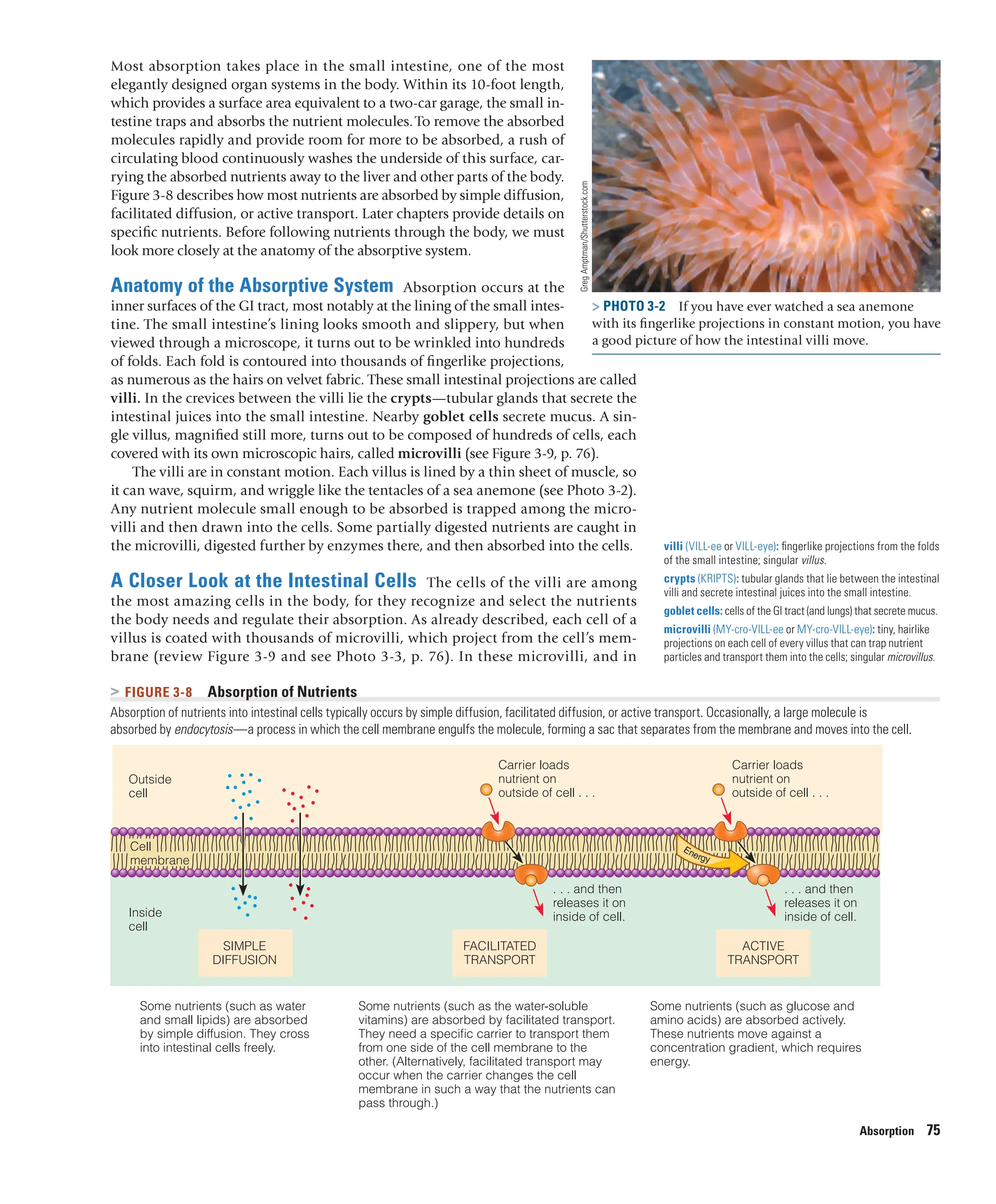Understanding Nutrition, 16th Edition pdf | PDF