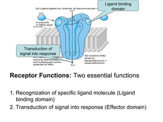 Understanding Pharmacodynamics | PPTX