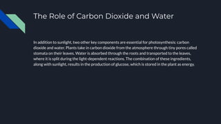 Understanding Photosynthesis and Its Role in Sustaining Life on Earth | PDF