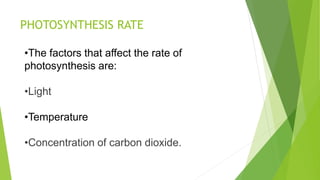 Understanding photosynthesis graphs | PPTX