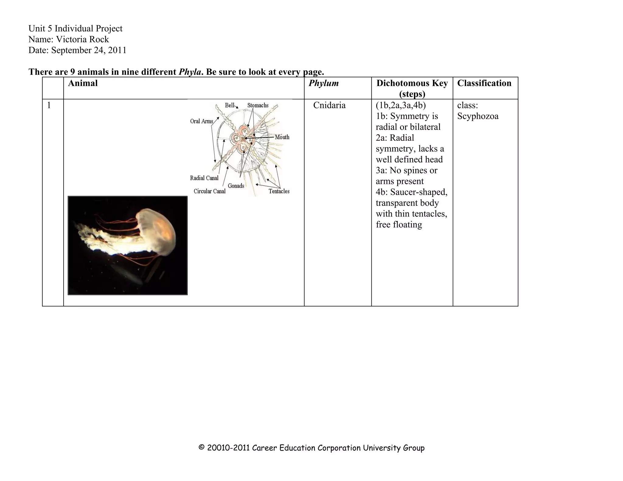 Understanding phyla dichotomous key steps and classification part 1 | DOC