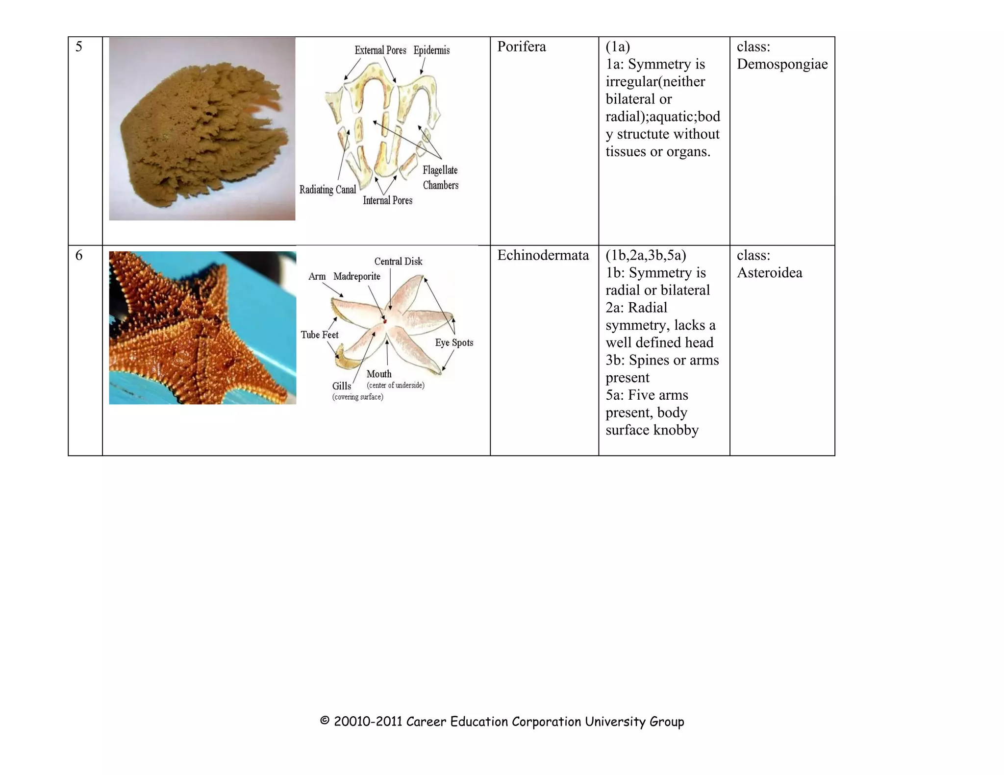 Understanding phyla dichotomous key steps and classification part 1 | DOC