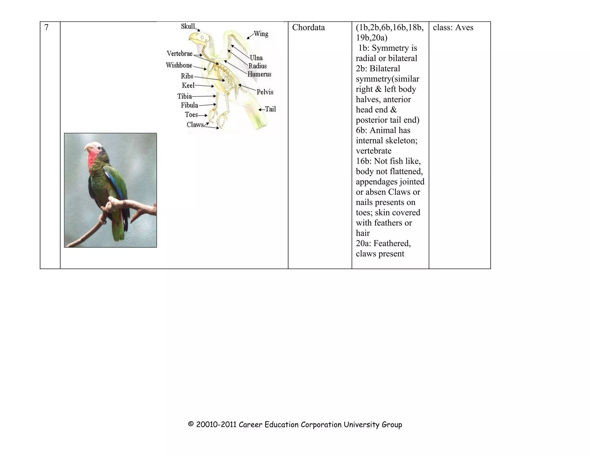 Understanding phyla dichotomous key steps and classification part 1 | DOC
