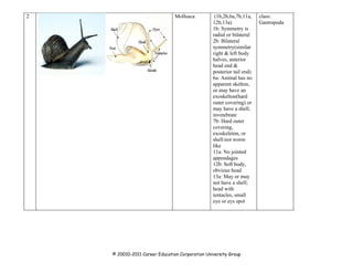 Understanding phyla dichotomous key steps and classification part 1 | DOC