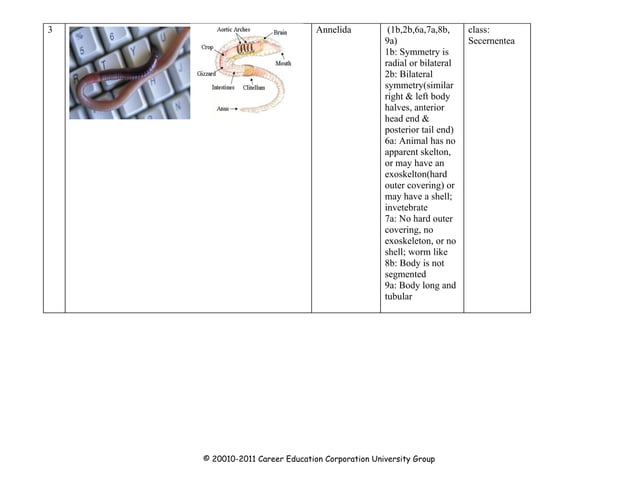 Understanding phyla dichotomous key steps and classification part 1 ...
