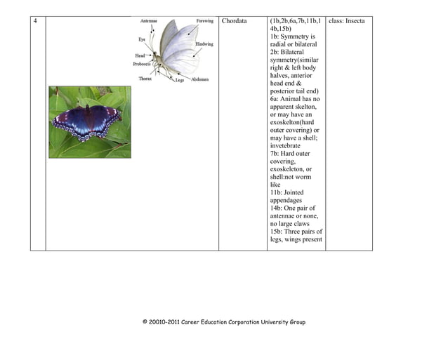 Understanding phyla dichotomous key steps and classification part 1 ...