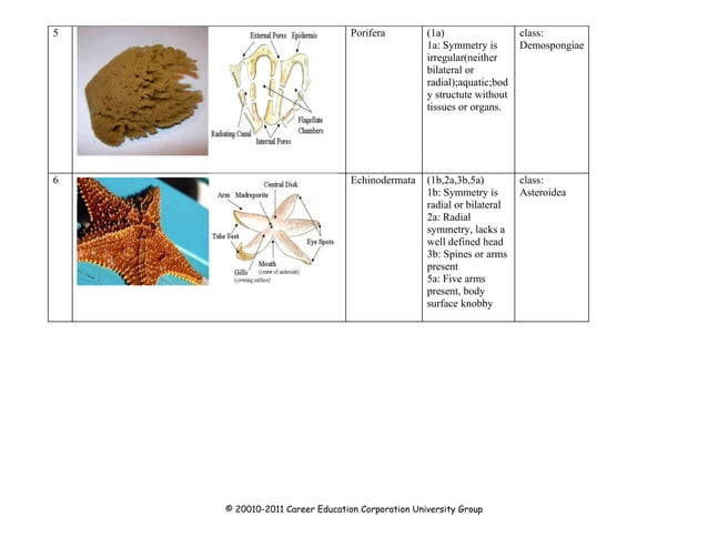 Understanding phyla dichotomous key steps and classification part 1 ...