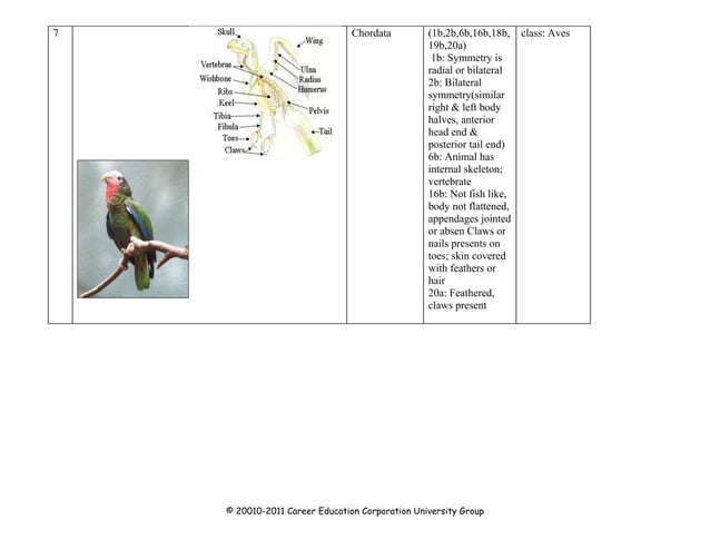 Understanding phyla dichotomous key steps and classification part 1 ...