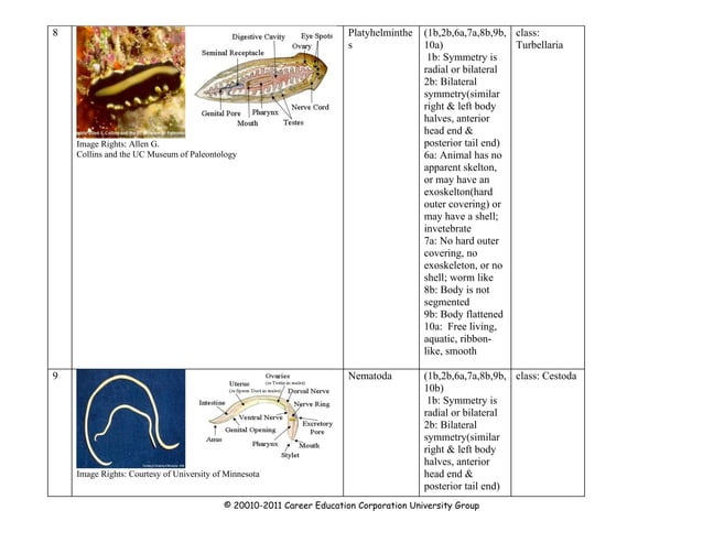 Understanding phyla dichotomous key steps and classification part 1 ...