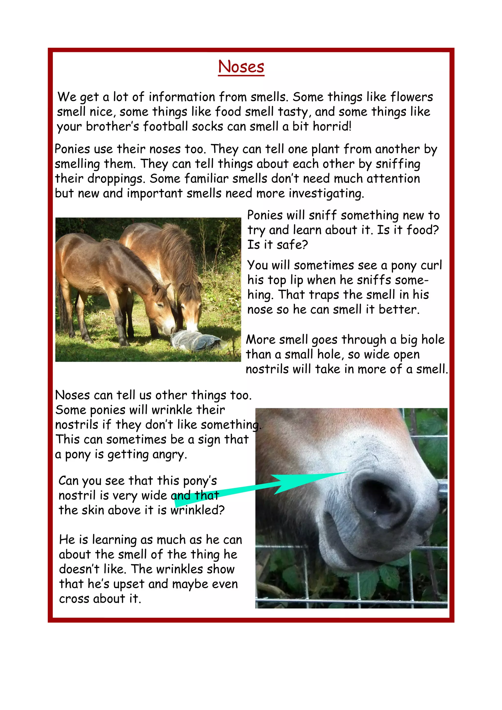 Understanding ponies | PDF