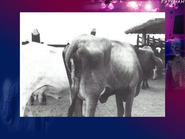 Understanding pph | PPT