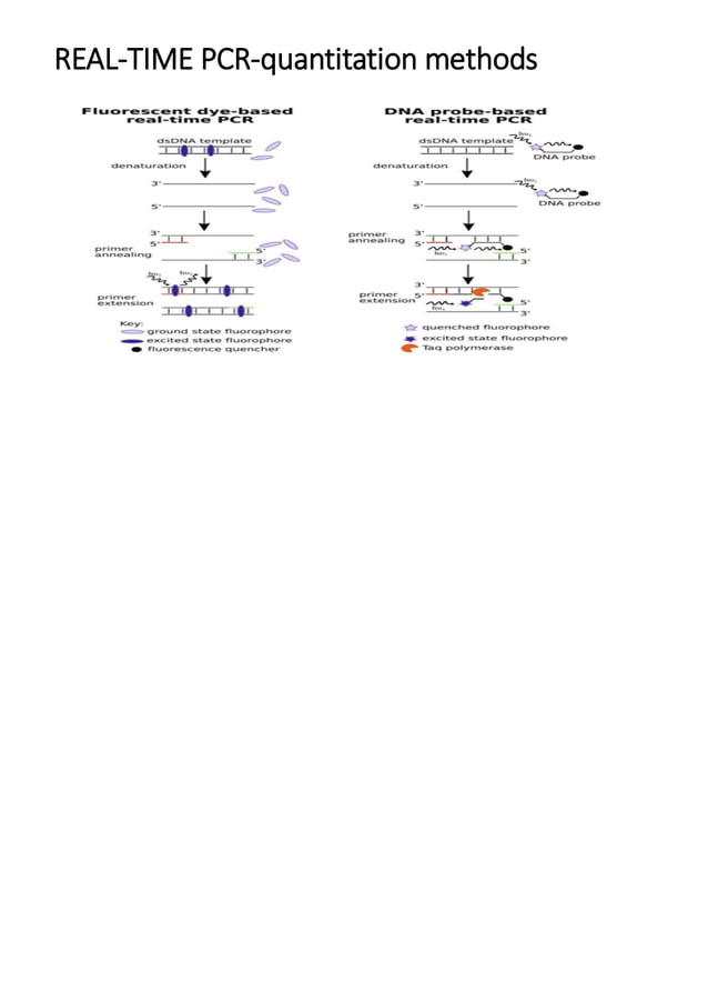 understanding realtime PCR digest with explanation of Ct.pdf