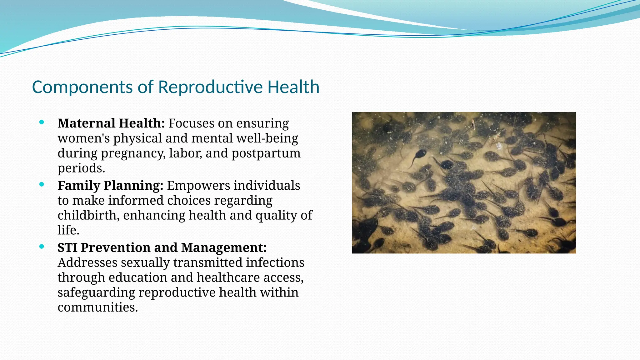 Understanding Reproductive & Child Health.pptx