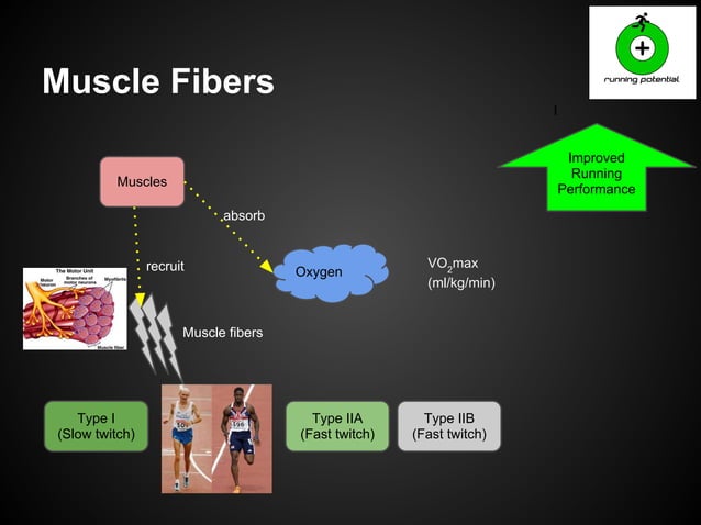 Understanding Running Physiology | PDF