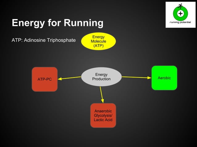 Understanding Running Physiology | PDF