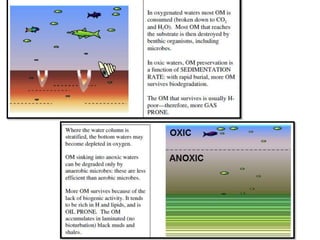 Understanding source rocks | PPTX