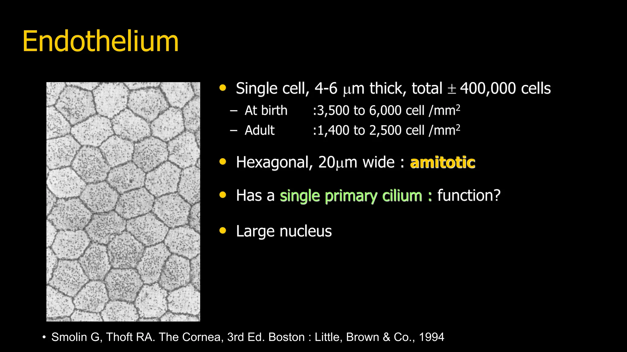 Understanding Specular Microscopy.ppt