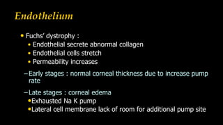 Understanding Specular Microscopy.ppt | Eye and Vision Conditions ...