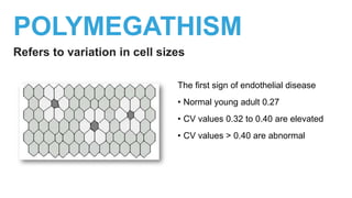 Understanding Specular Microscopy.ppt | Eye and Vision Conditions ...
