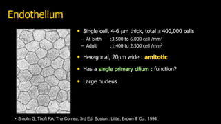 Understanding Specular Microscopy.ppt | Eye and Vision Conditions ...