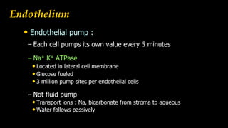 Understanding Specular Microscopy.ppt | Eye and Vision Conditions ...